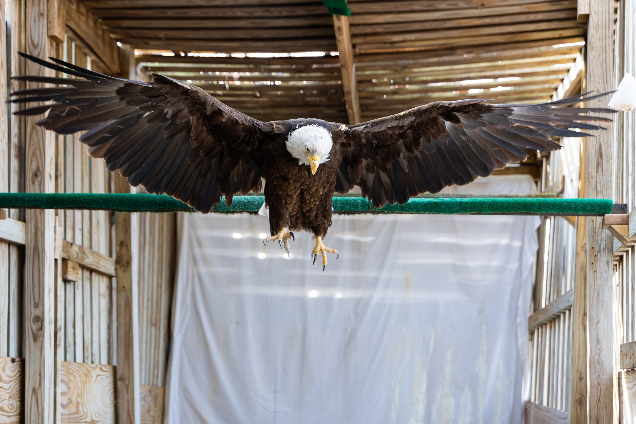 Images show bald eagle’s beak healing from gunshot wound | Popular Science