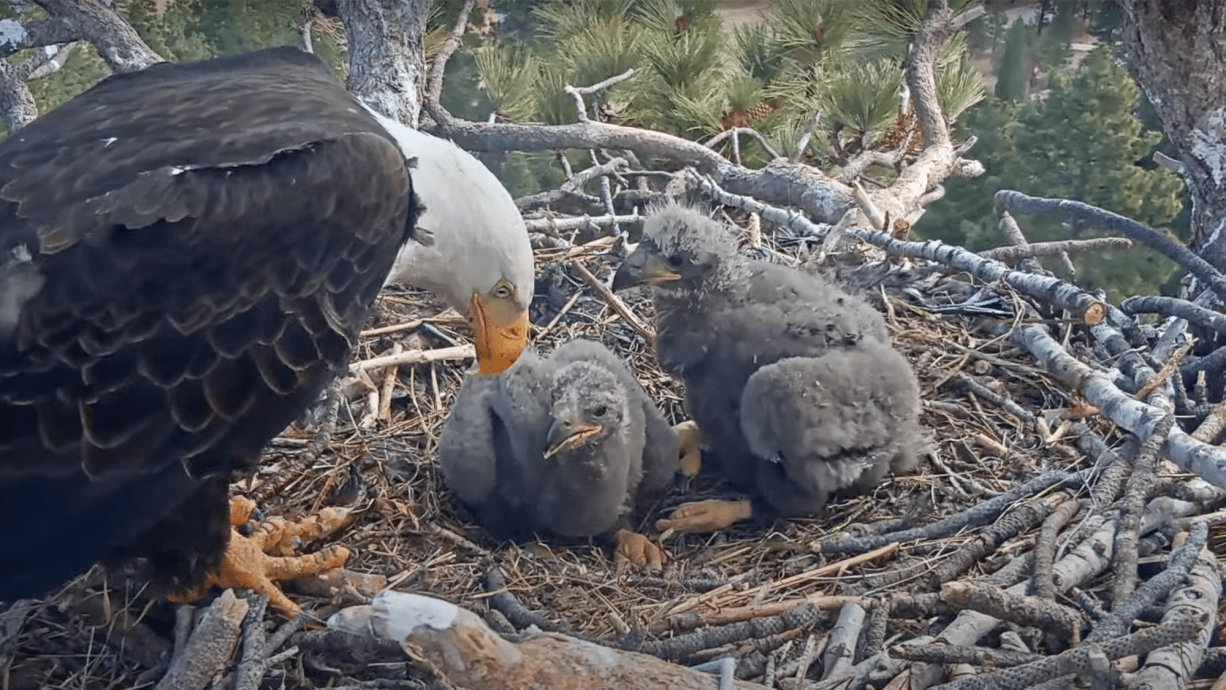 Jackie and Shadow’s eaglets officially named: Meet Sunny and Gizmo ...