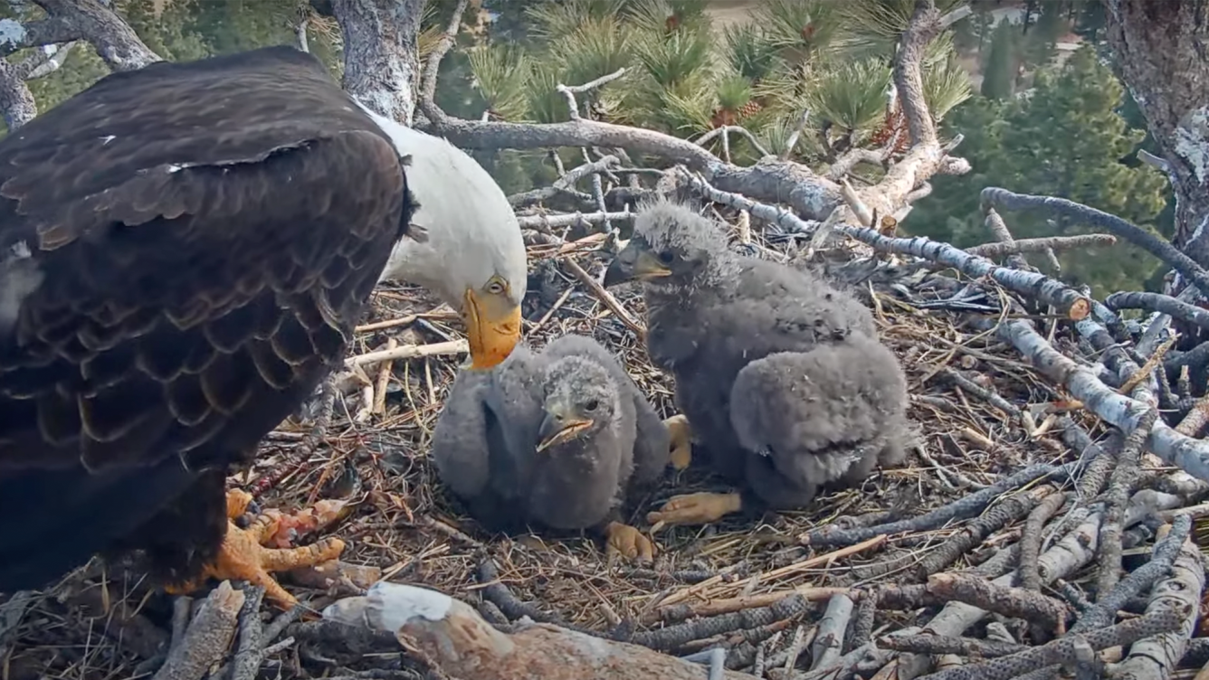 Jackie and Shadow’s eaglets officially named: Meet Sunny and Gizmo ...