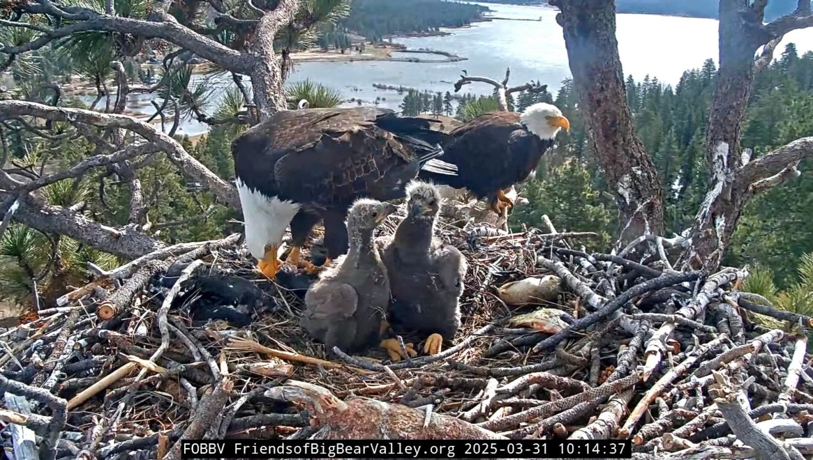 Jackie and Shadow’s eaglets officially named: Meet Sunny and Gizmo ...