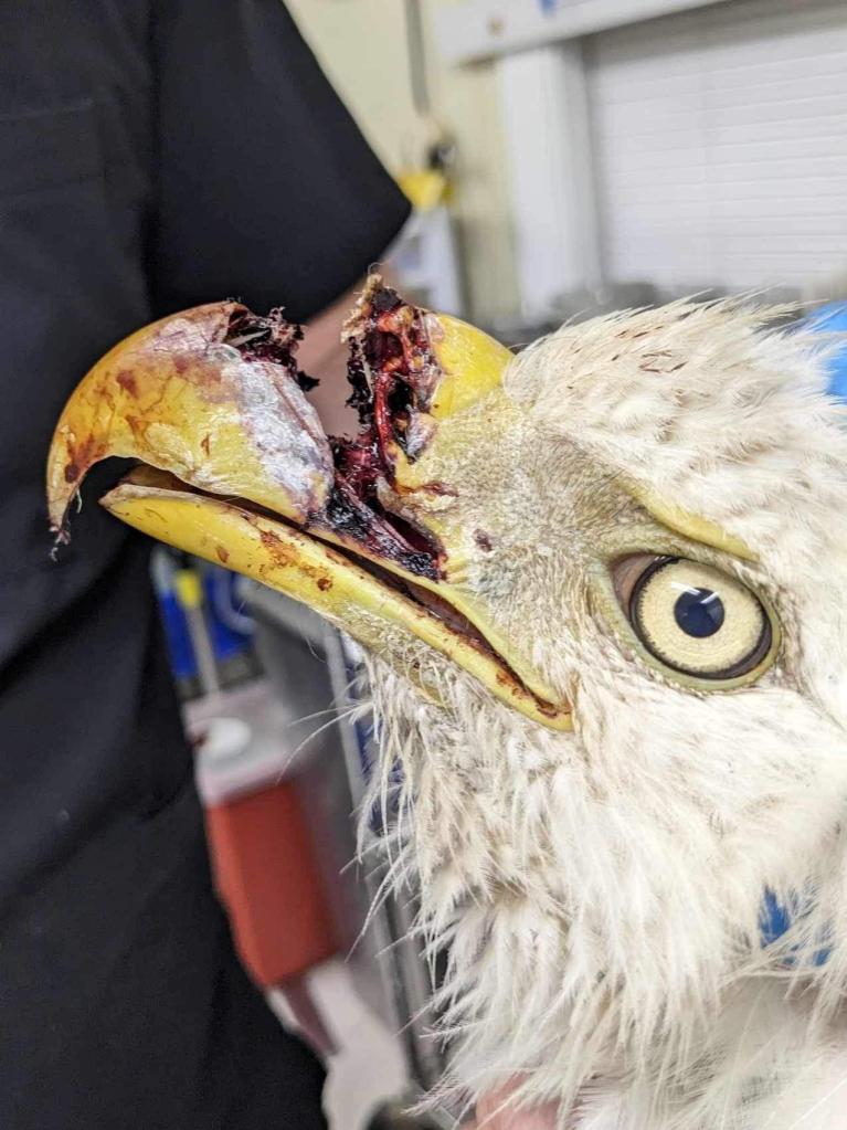 Images show bald eagle’s beak healing from gunshot wound | Popular Science