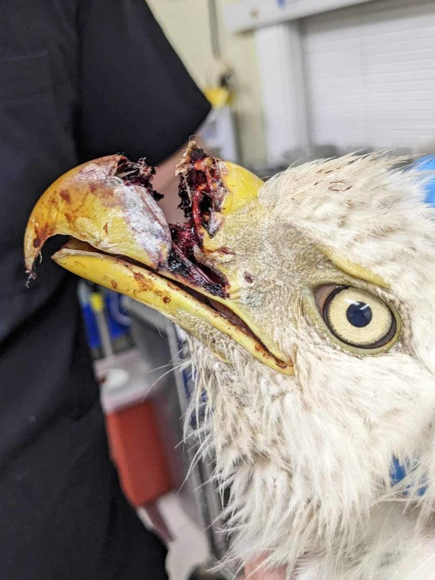 Images show bald eagle’s beak healing from gunshot wound | Popular Science