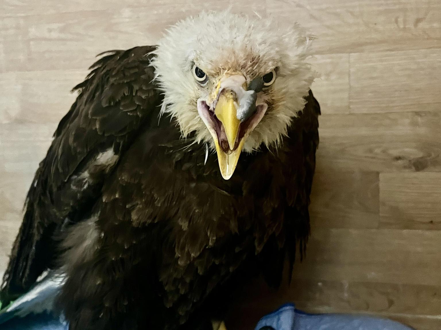 Images show bald eagle’s beak healing from gunshot wound | Popular Science