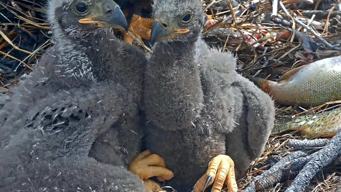 Jackie and Shadow’s eaglets officially named: Meet Sunny and Gizmo ...