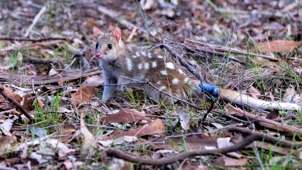 Watch endangered marsupials return to Australian bushland after 62 ...