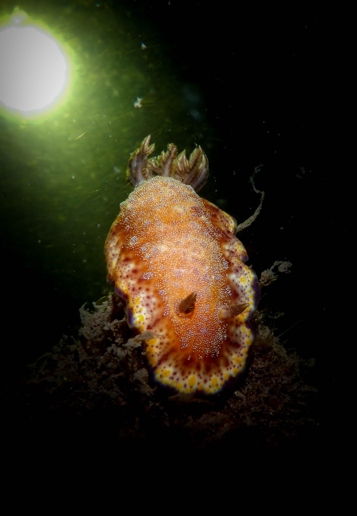 Sea slugs harness the power of the sun to show off their colors ...