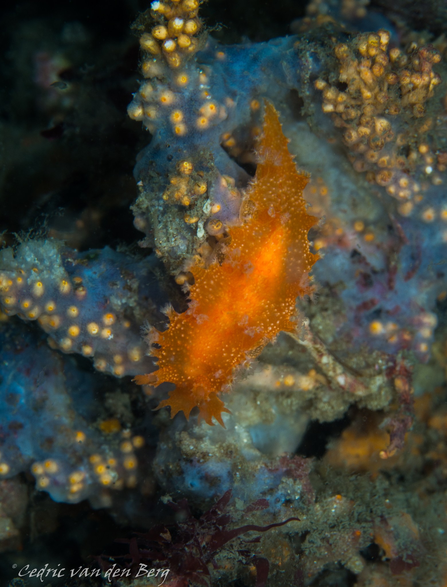 Sea slugs harness the power of the sun to show off their colors ...