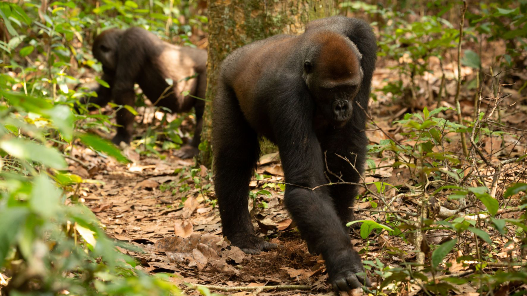 A group of gorillas have a surprising knack for hunting truffles ...