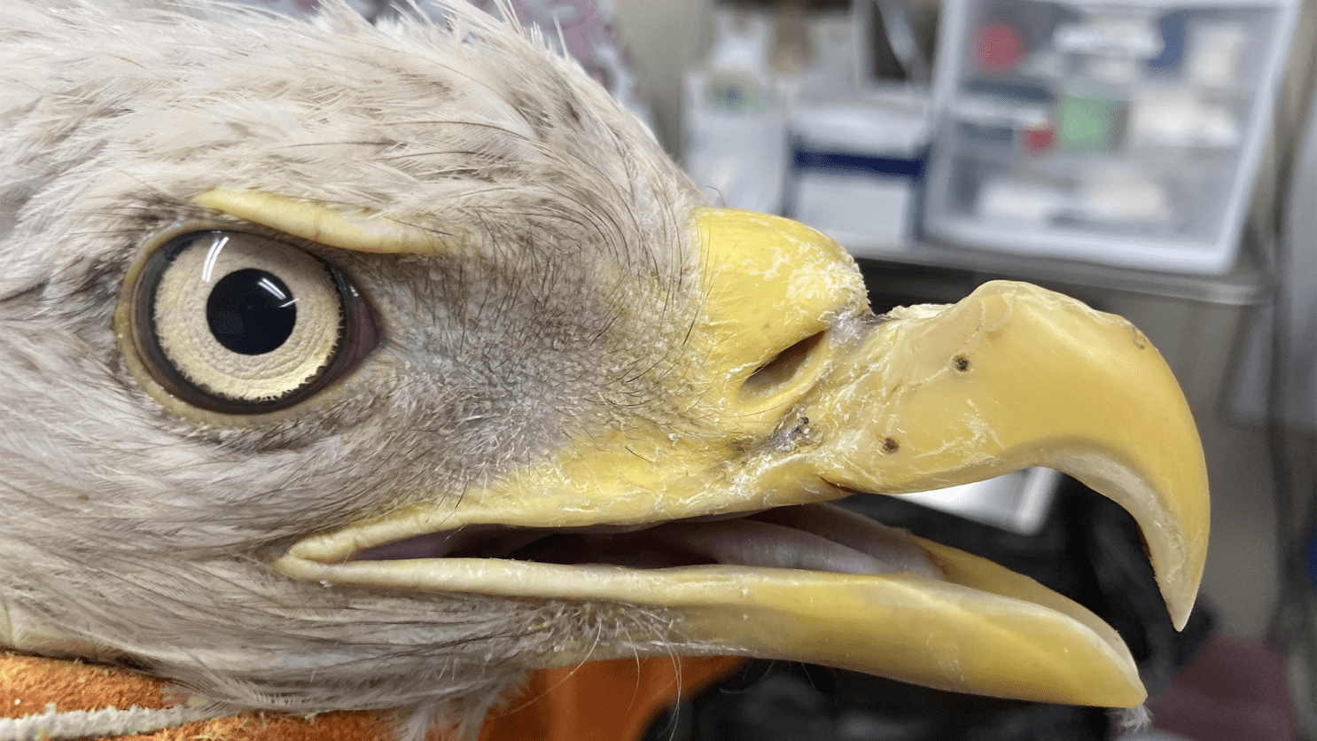 Images show bald eagle’s beak healing from gunshot wound | Popular Science