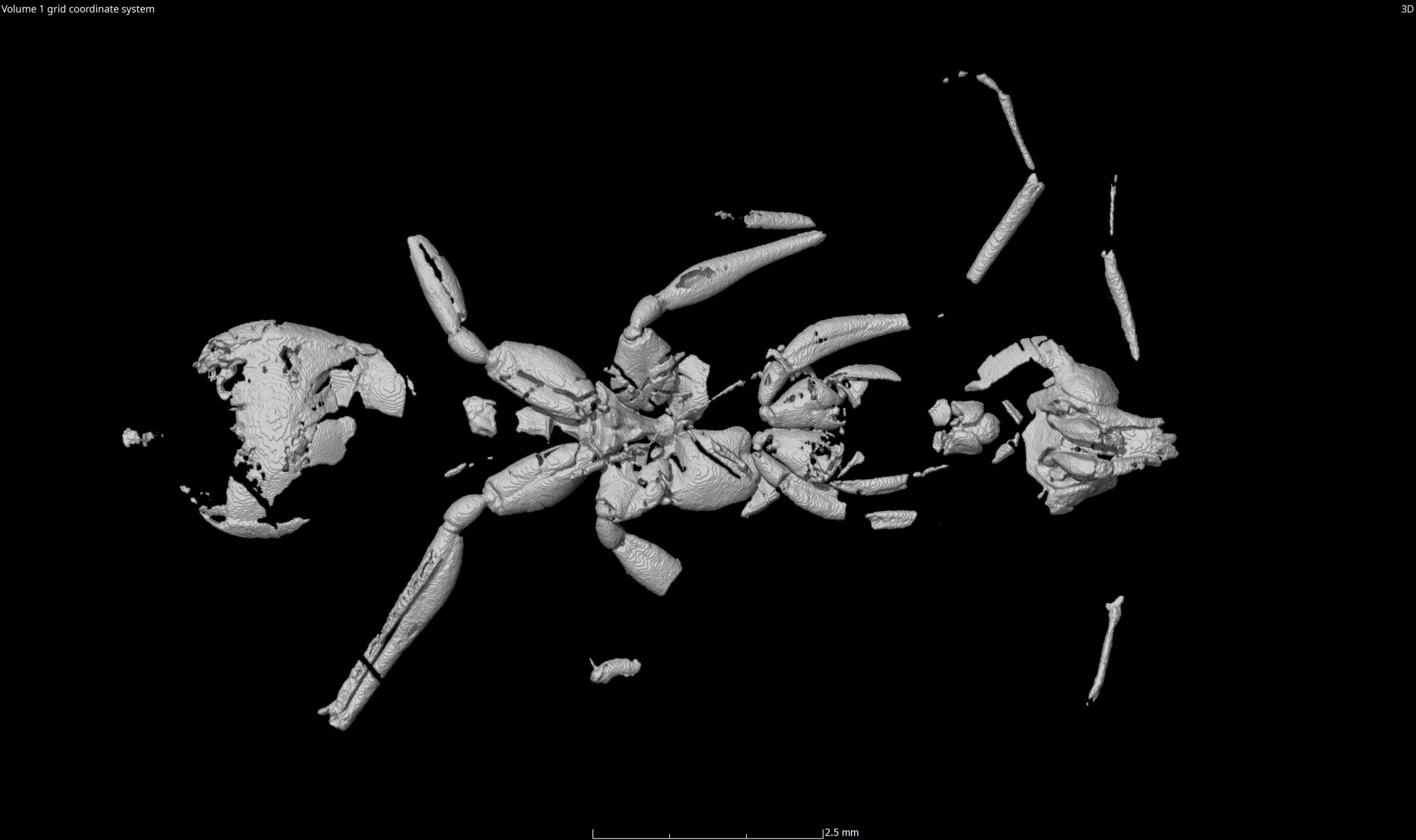 Extinct hell ant species used specialized jaws to impale its prey ...