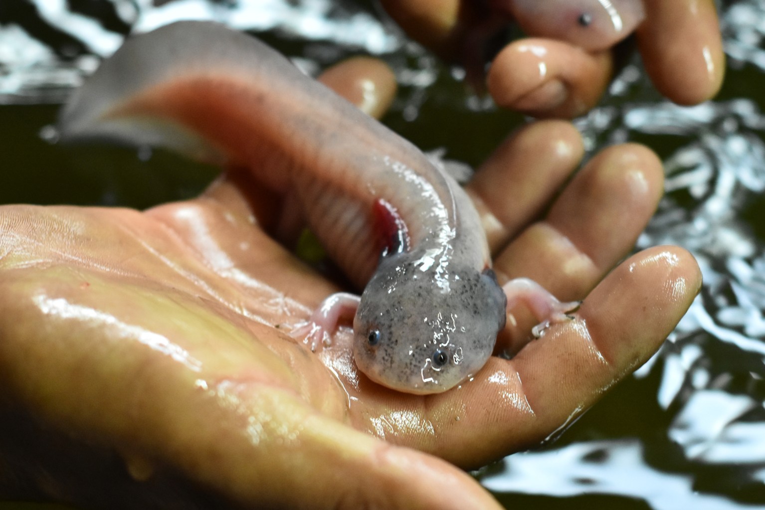 Axolotls raised in captivity can survive in the wild | Popular Science