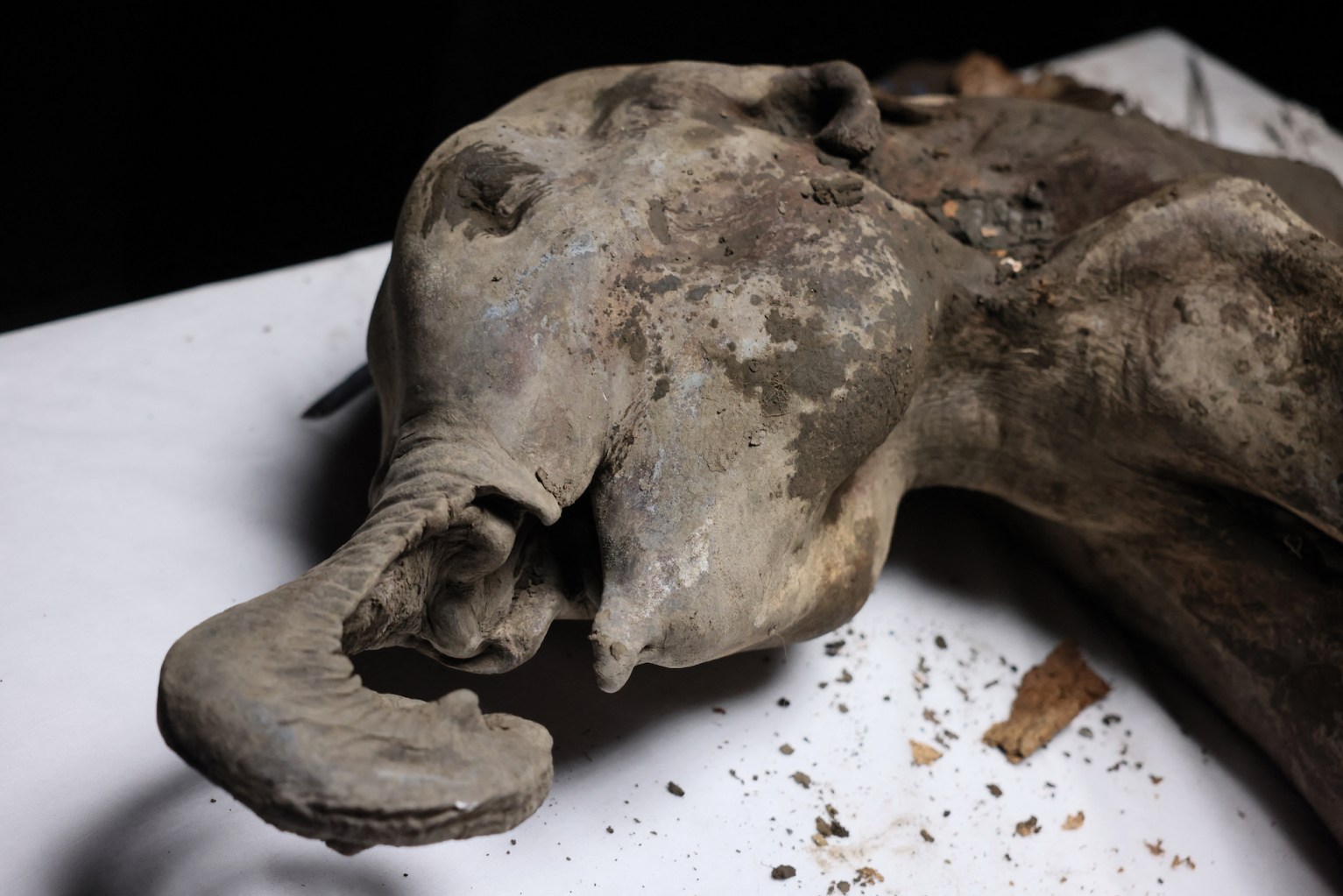 Dissected mammoth calf smells like 'fermented earth and flesh ...