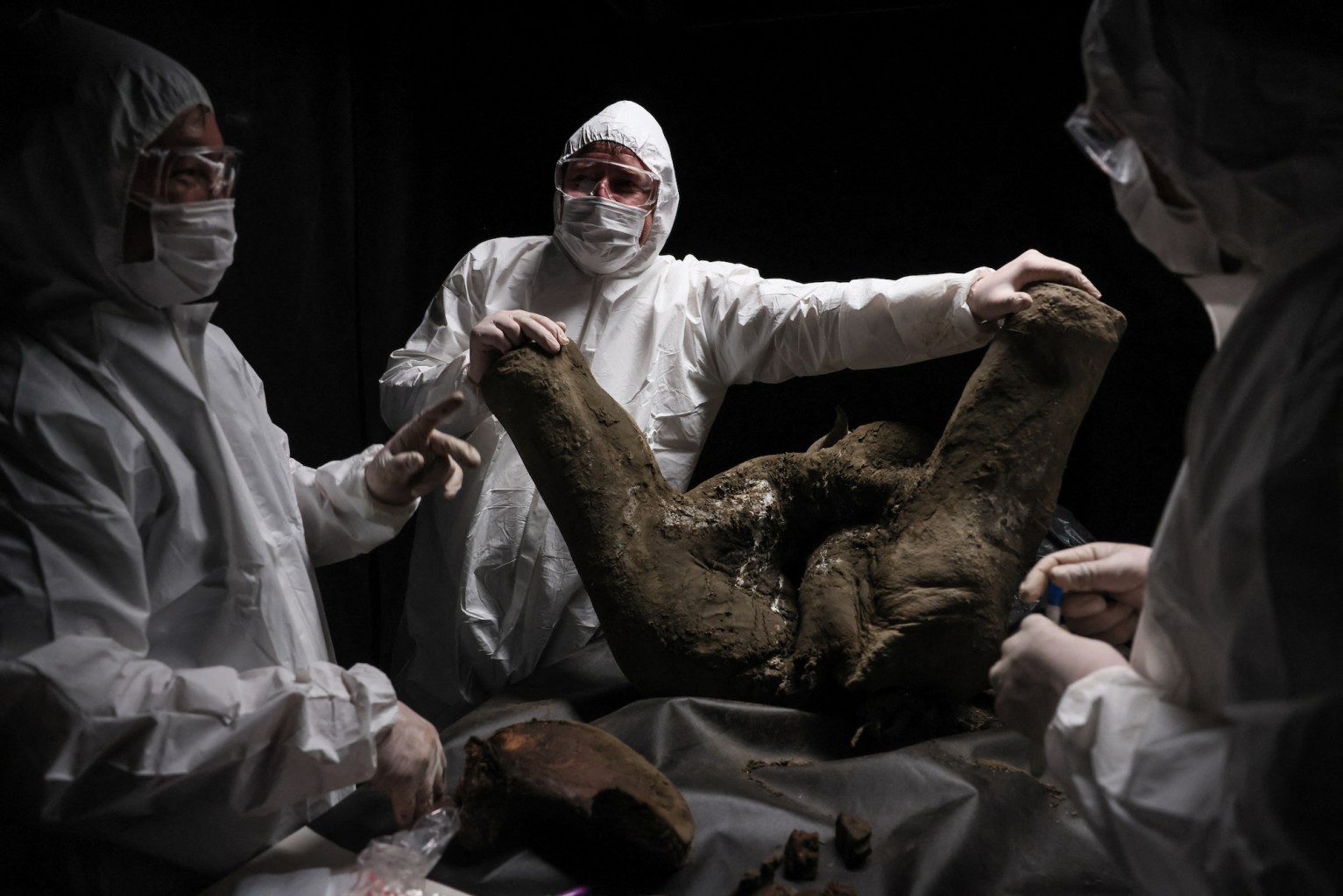 Dissected mammoth calf smells like 'fermented earth and flesh ...