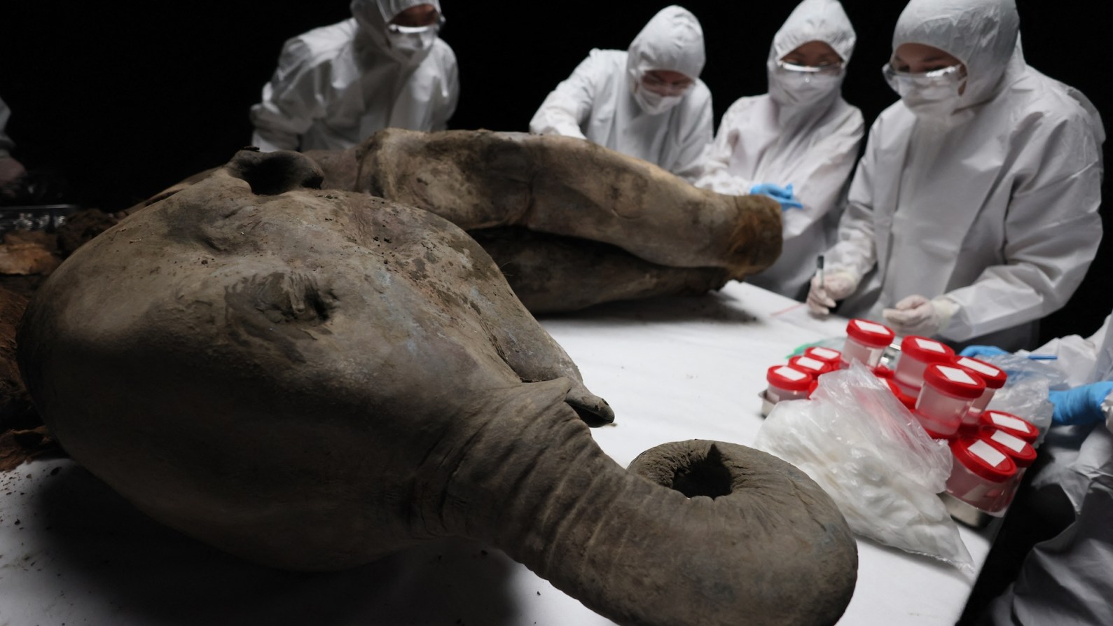 Dissected mammoth calf smells like 'fermented earth and flesh ...