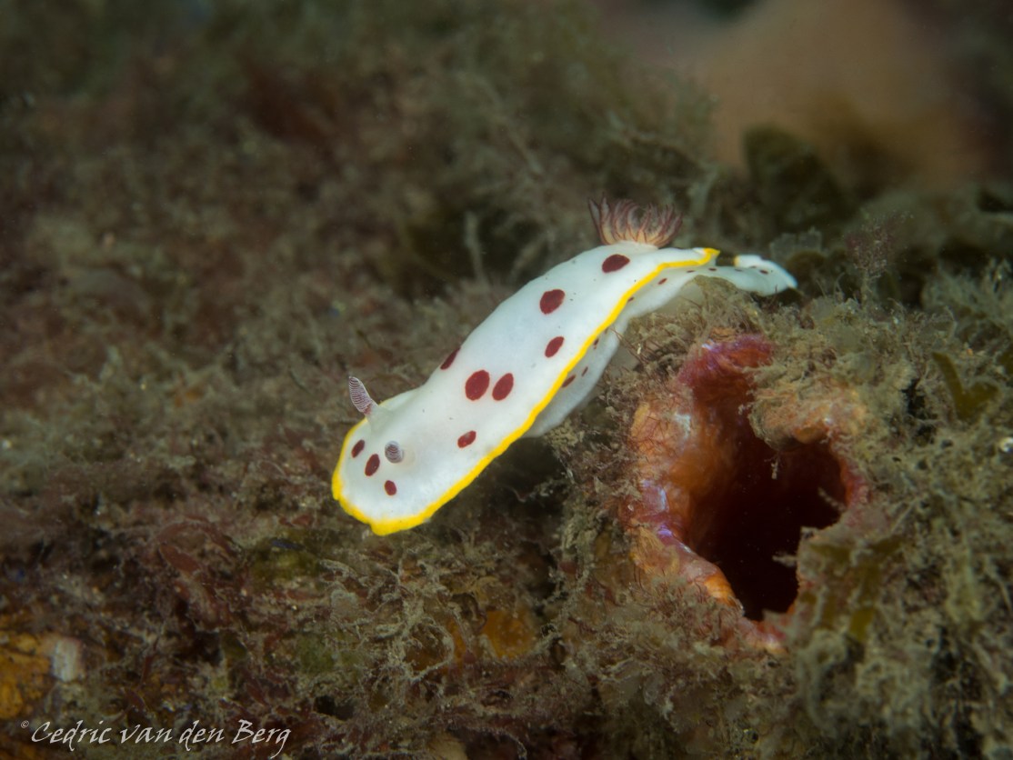 Sea slugs harness the power of the sun to show off their colors ...