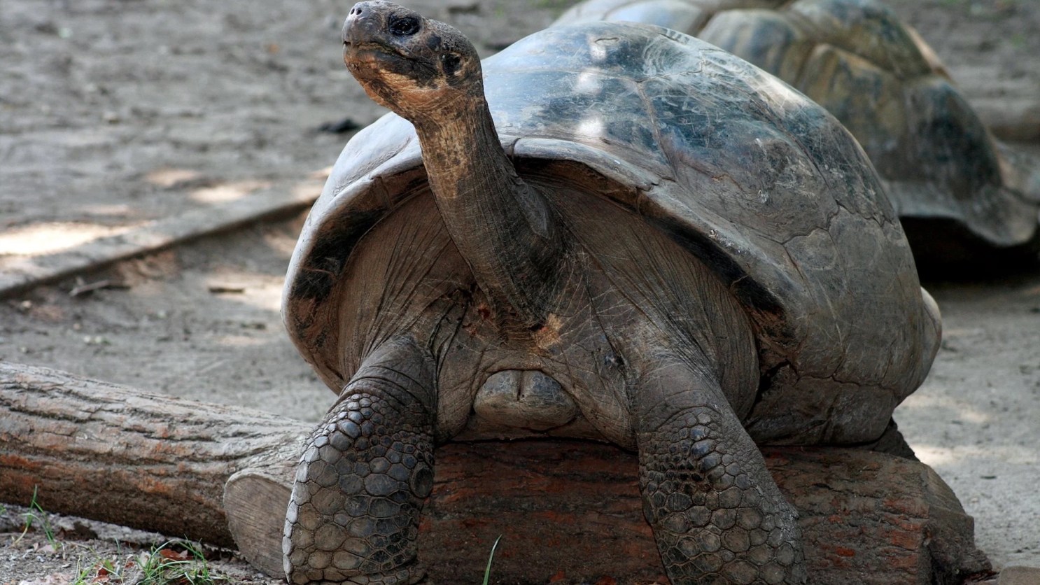 97-year-old Galápagos tortoise becomes first-time mom | Popular Science