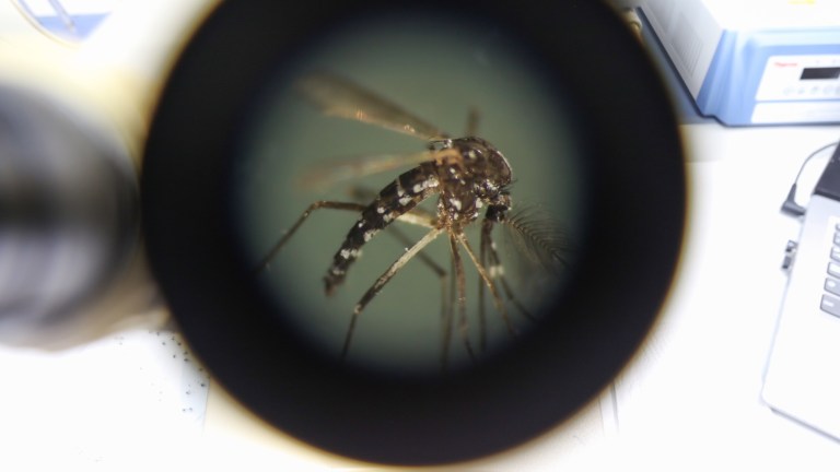 What would a world without mosquitoes look like? | Popular Science