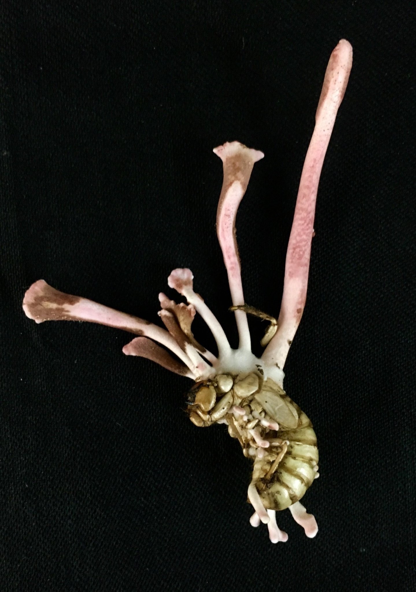 Cordyceps fungus: ‘The Last of Us’ co-star thriving outside the ...