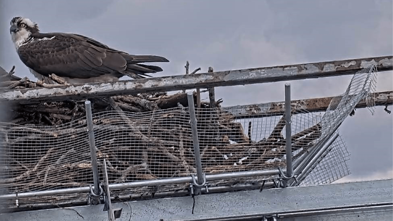 To protect birds and motorists, engineers build a steel nest box on ...