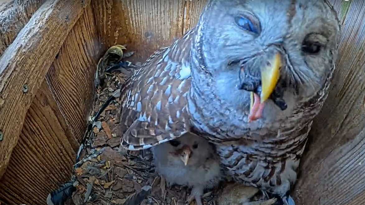 Watch an owl try to eat a turtle whole | Popular Science