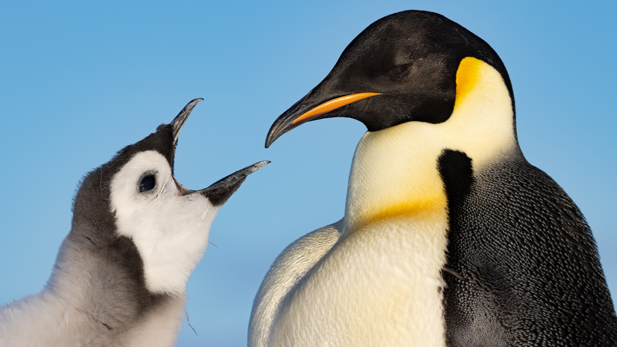 Science Articles about Animals | Popular Science