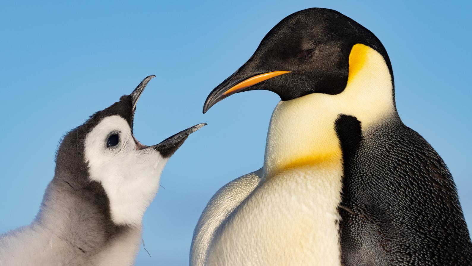 Filmmaker James Cameron on penguins, arctic cold, and lowlight cameras ...