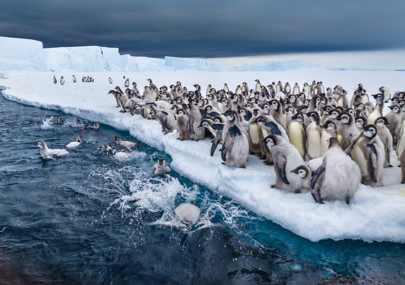 Filmmaker James Cameron on penguins, arctic cold, and lowlight cameras ...