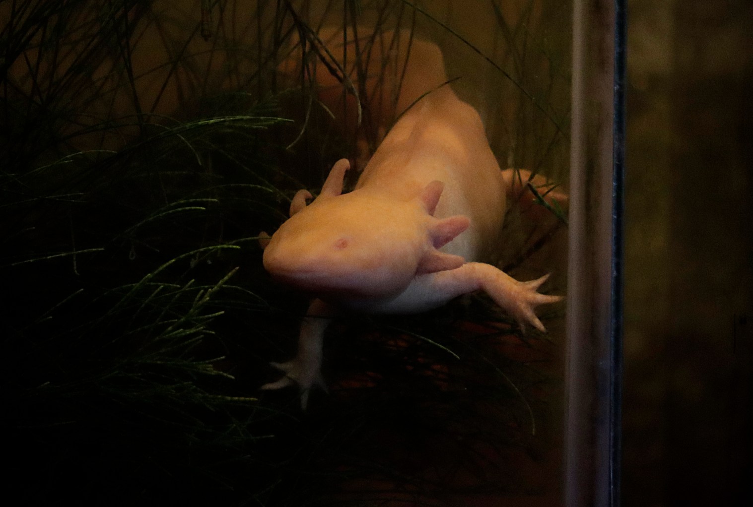 Axolotls raised in captivity can survive in the wild | Popular Science