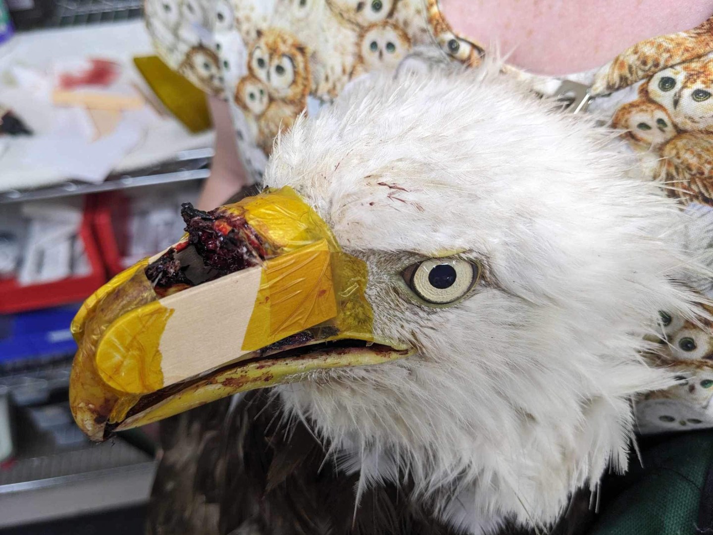 Images show bald eagle’s beak healing from gunshot wound | Popular Science