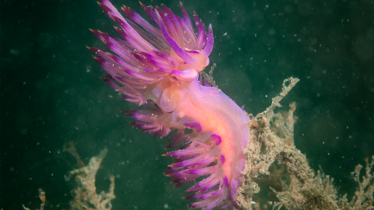 Sea slugs harness the power of the sun to show off their colors ...
