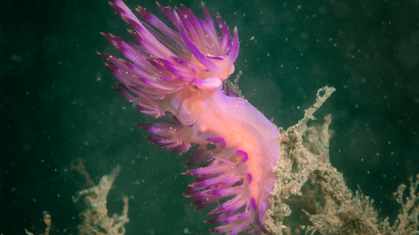 Sea slugs harness the power of the sun to show off their colors ...