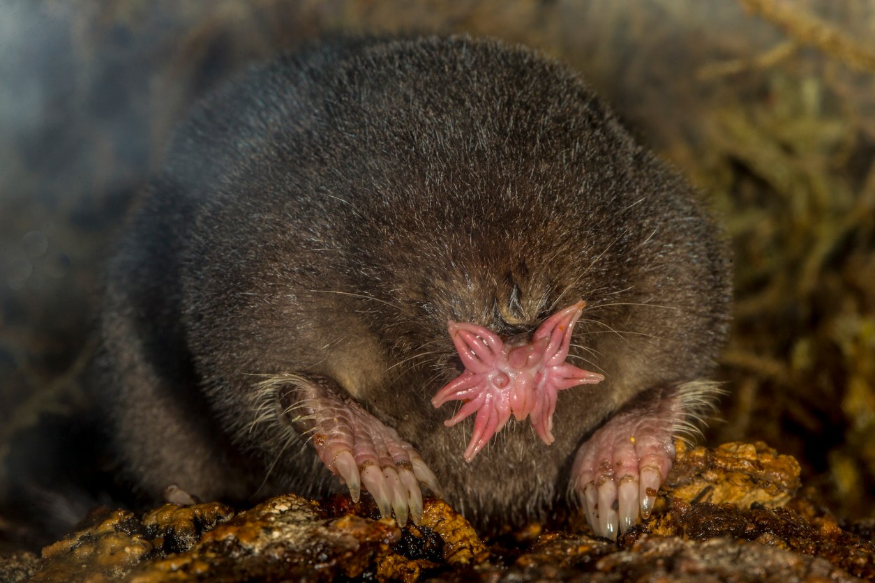 Why do our fingers wrinkle in water? It's much deeper than skin ...