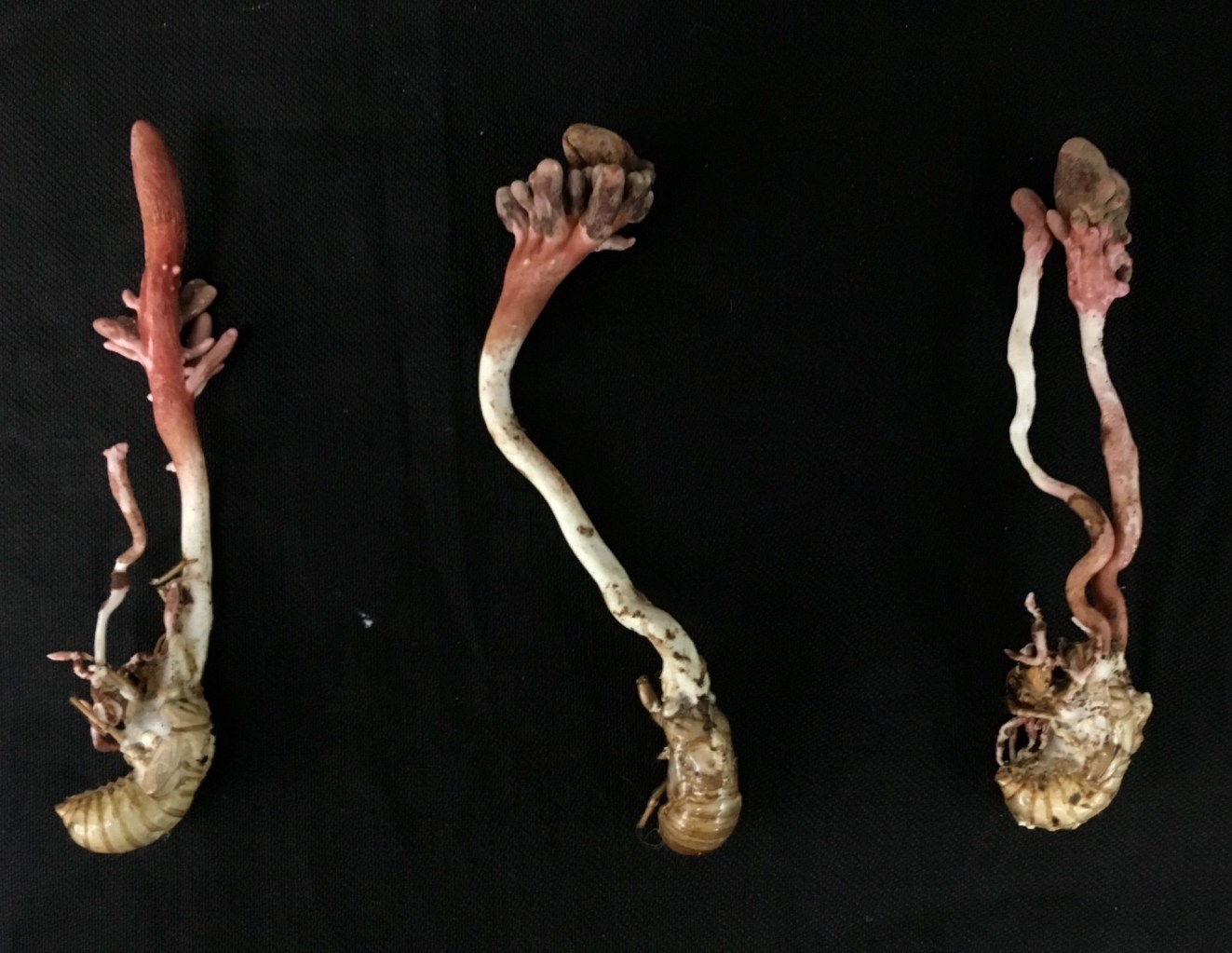 Cordyceps fungus: ‘The Last of Us’ co-star thriving outside the ...