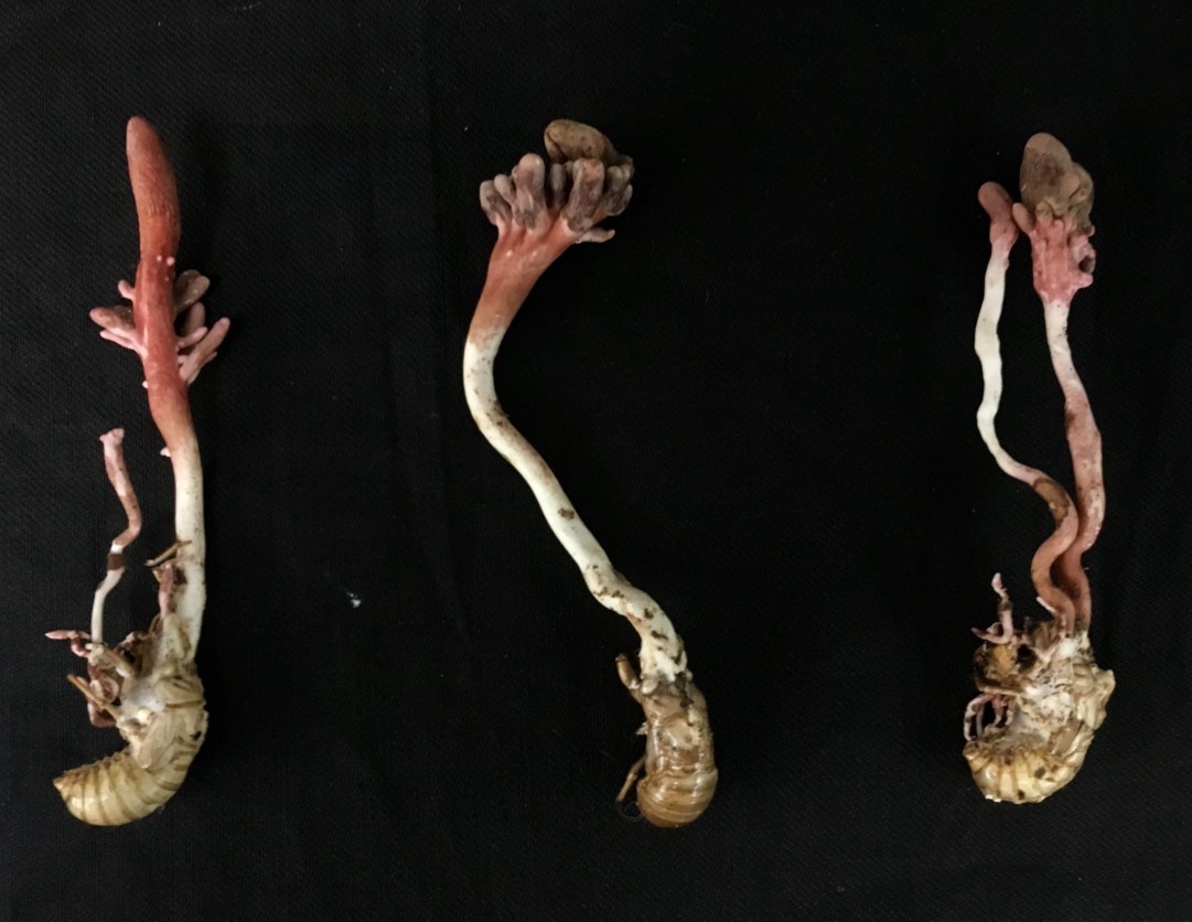 Cordyceps fungus: ‘The Last of Us’ co-star thriving outside the ...