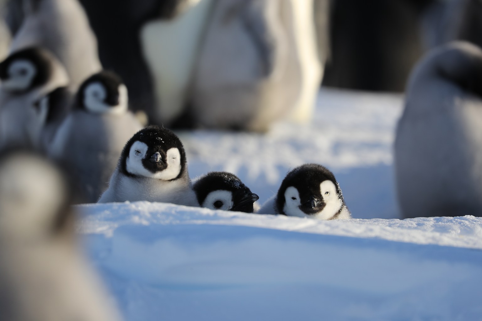 Filmmaker James Cameron on penguins, arctic cold, and lowlight cameras ...