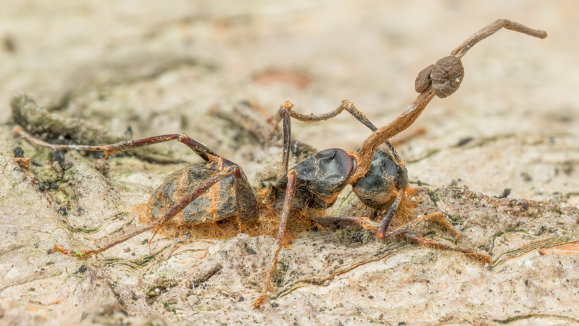 Cordyceps fungus: ‘The Last of Us’ co-star thriving outside the ...