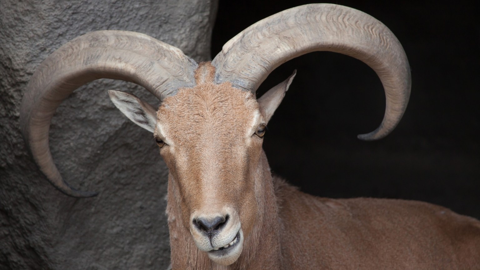 Texas aims to legalize hunting invasive sheep from helicopters ...