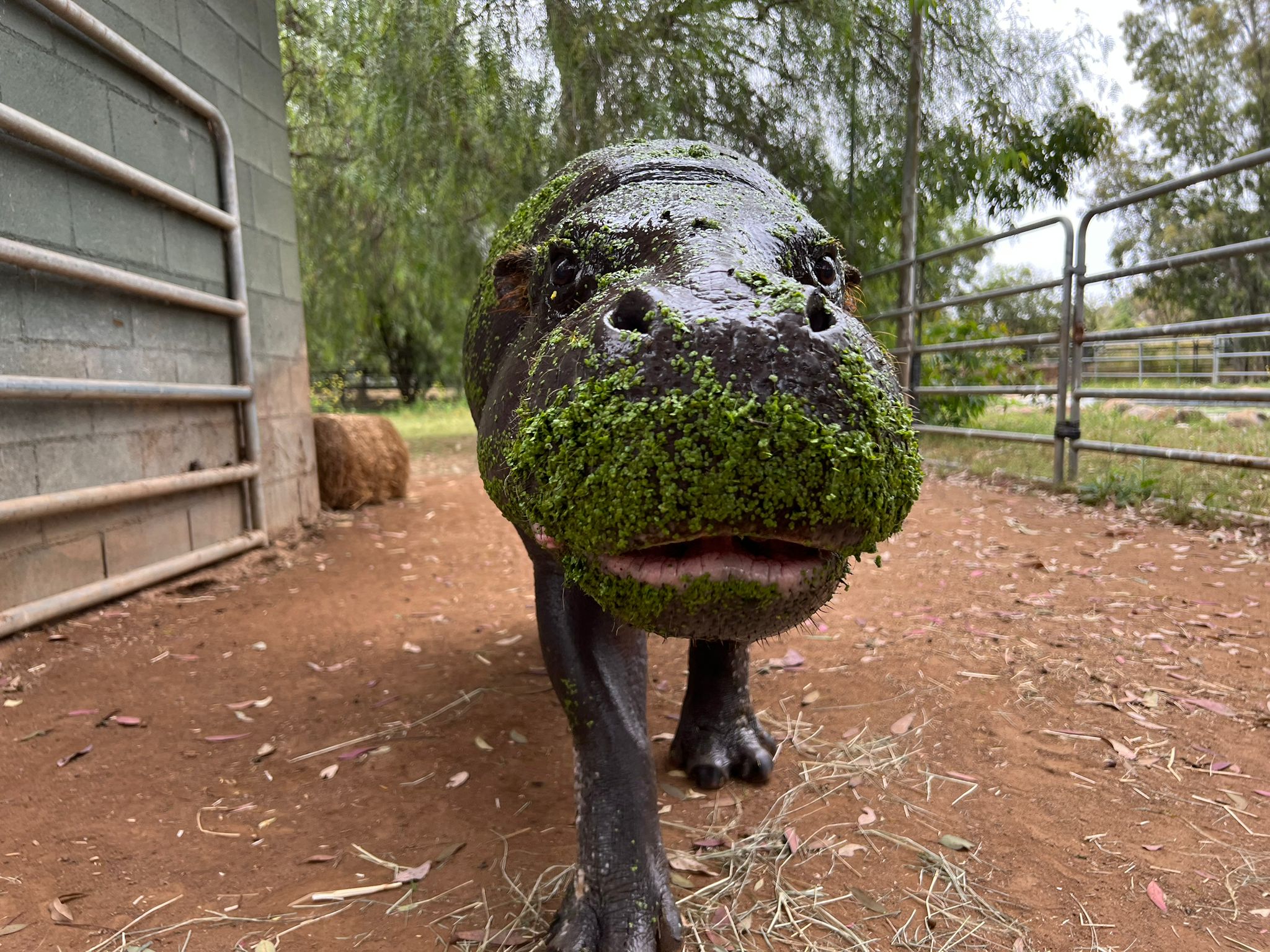 This 51-year-old pygmy hippo just set a world record | Popular Science