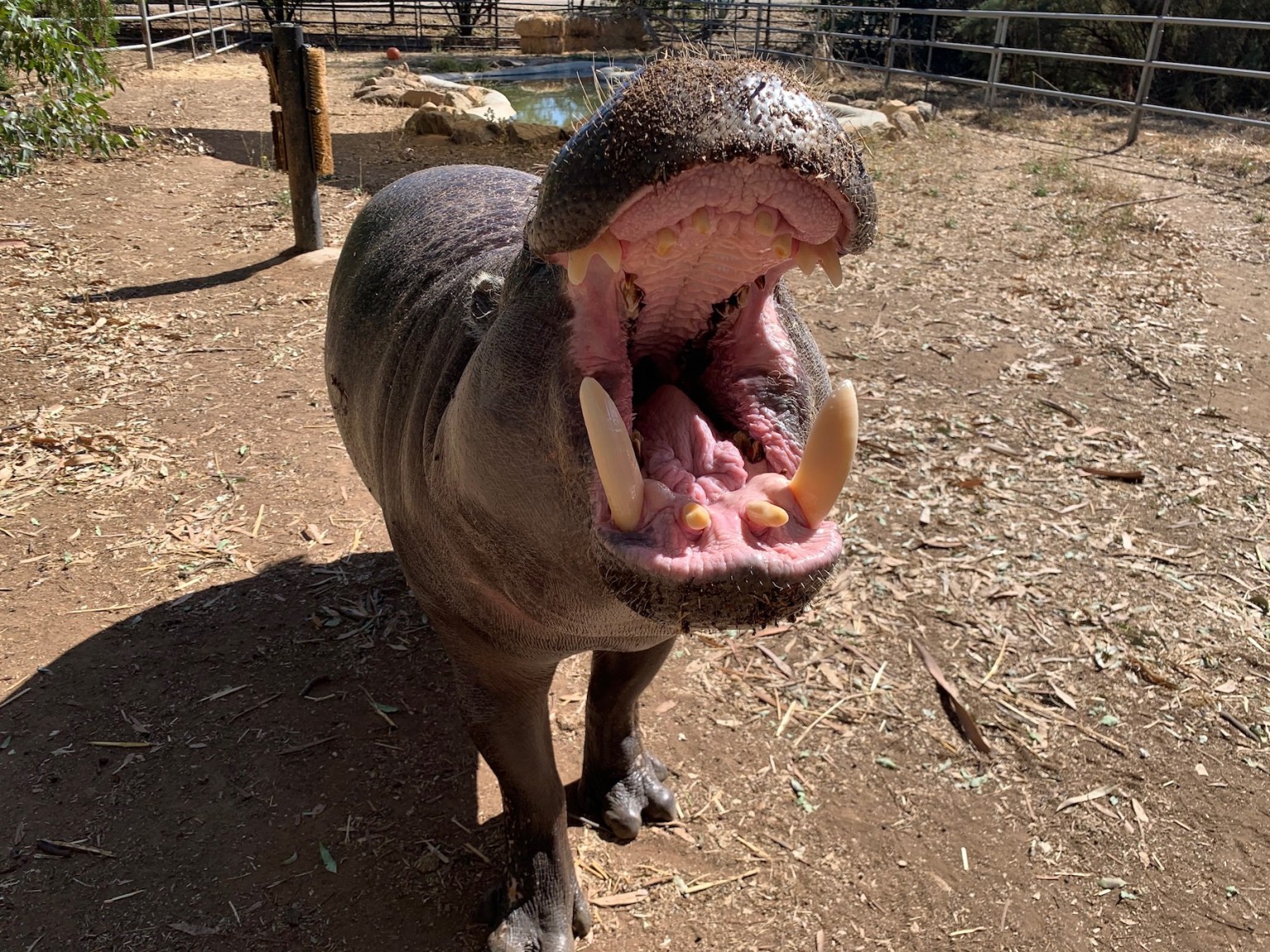 This 51-year-old pygmy hippo just set a world record | Popular Science
