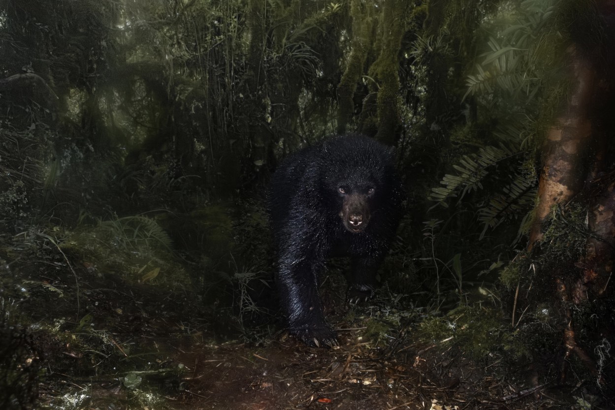 17 unforgettable images from the Environmental Photography Awards ...