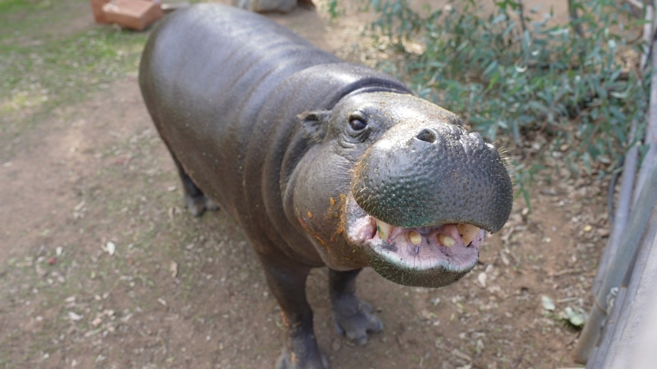 This 51-year-old pygmy hippo just set a world record | Popular Science