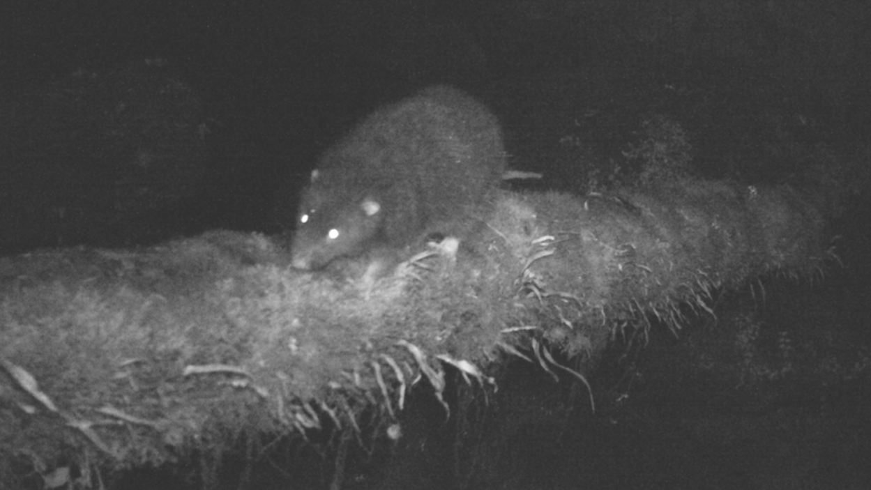 Elusive woolly rat photographed for the first time | Popular Science