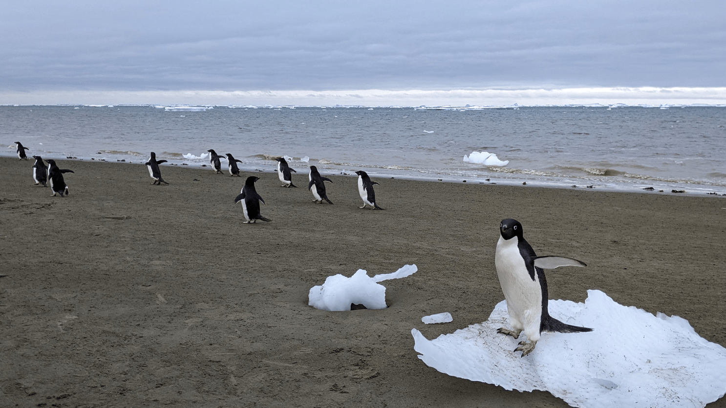 How pungent poop could help Antarctica's penguins | Popular Science