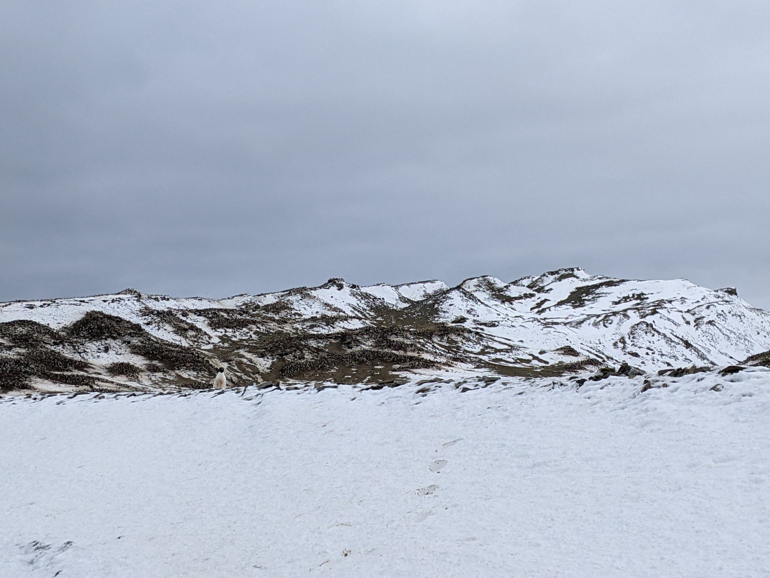 How pungent poop could help Antarctica's penguins | Popular Science