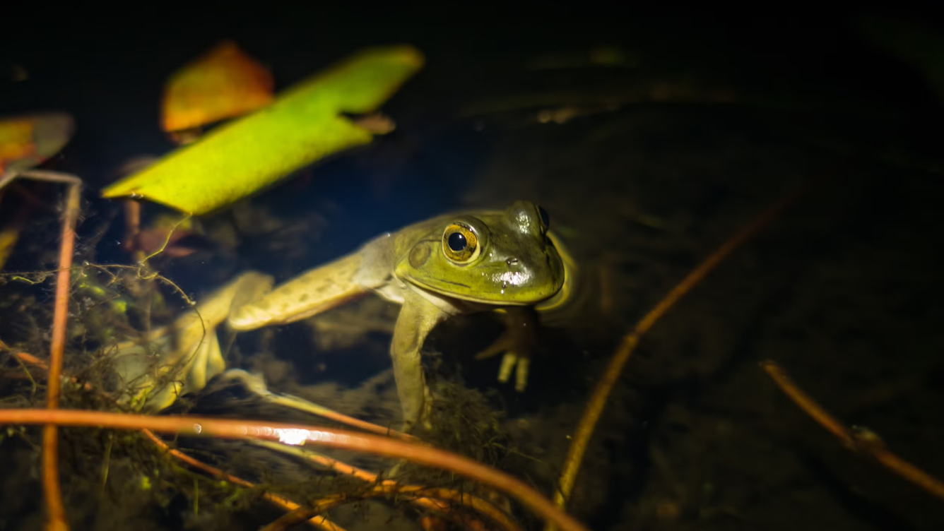 This invasive frog can fit baby turtles inside its mouth | Popular Science