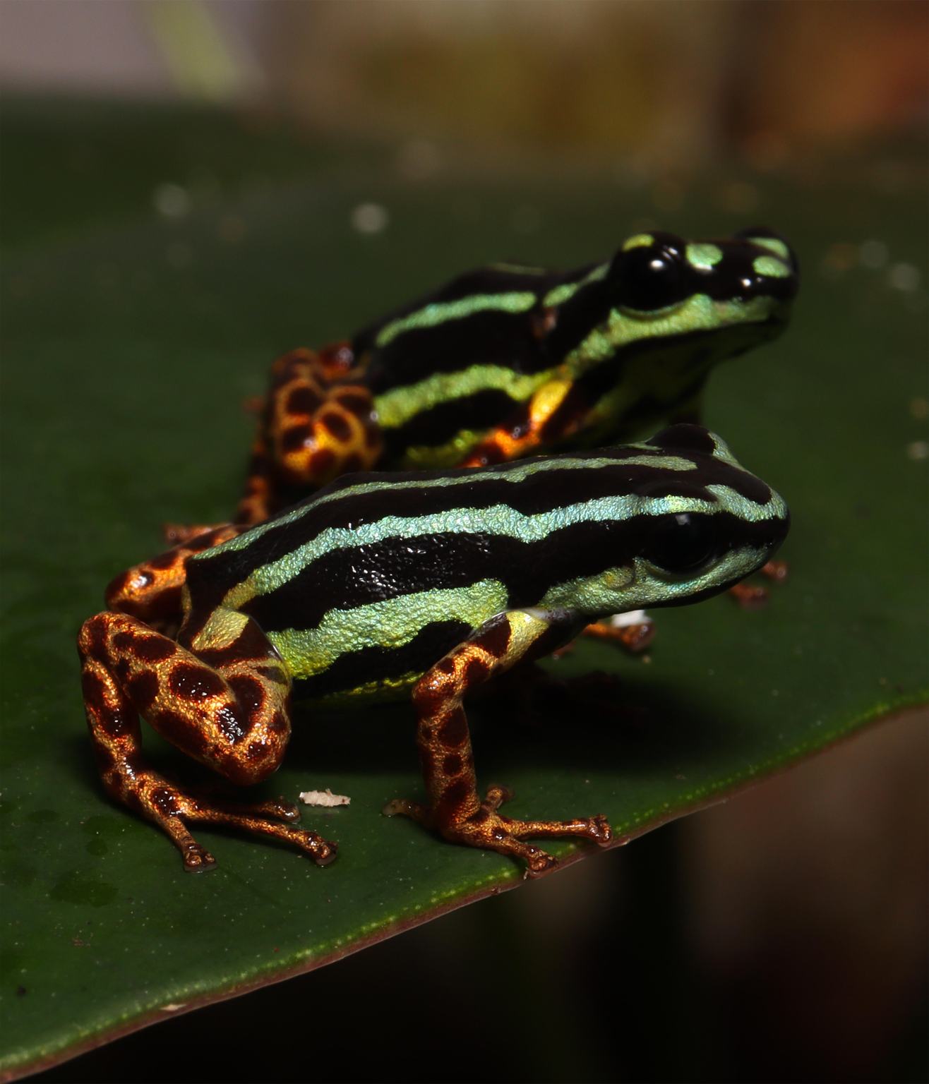 It's raining tiny toxic frogs | Popular Science