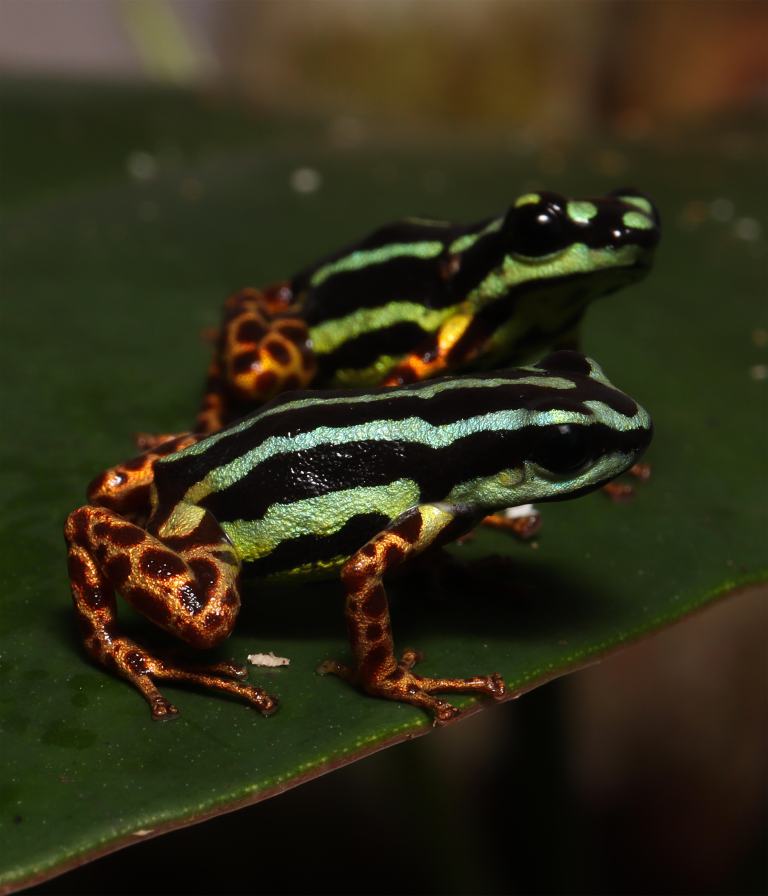 It's raining tiny toxic frogs | Popular Science
