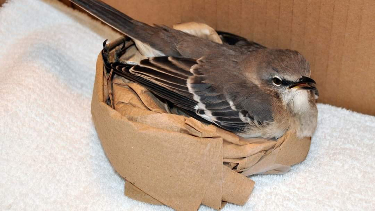 Why a ‘donut’ can help injured birds | Popular Science