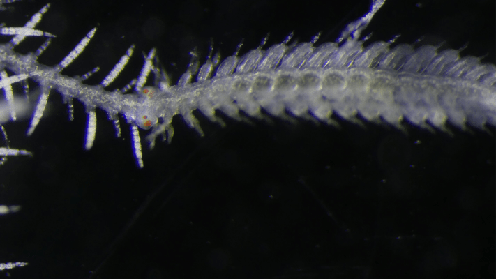 Sea worm's reproductive bits grow their own eyes before mating ...