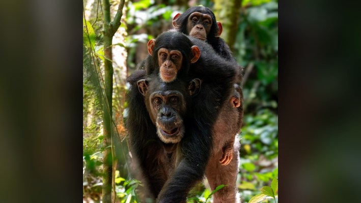 Wild chimp babies bond with their moms in human-like ways | Popular Science